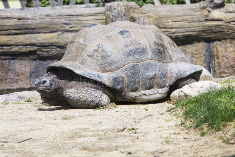Great Tortoise Moving Over Sand Stock Photo - Image of green ...