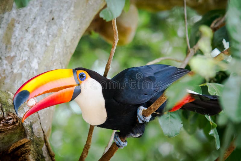 Great Toucan stock image. Image of nest, great, organism - 103012473