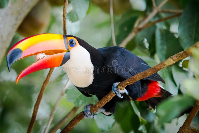 Great Toucan stock image. Image of great, beak, hollow - 103012467
