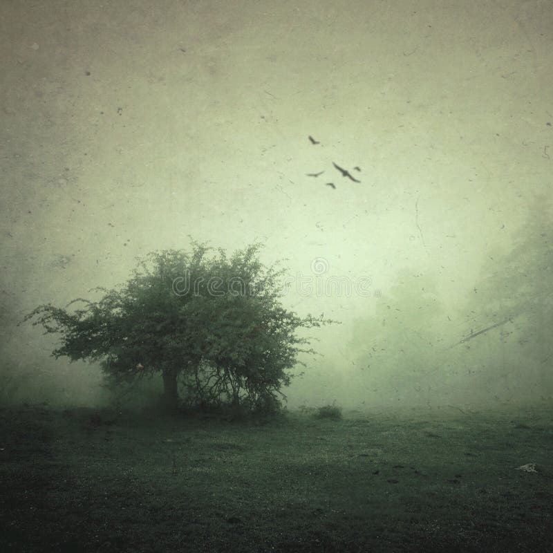 Great Tree Alone in the Meadow Stock Image - Image of meadow, outdoor ...