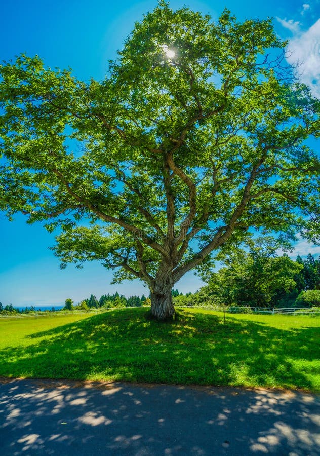 Great Tree and Fine Weather Sky Stock Photo - Image of tree, wallpaper ...