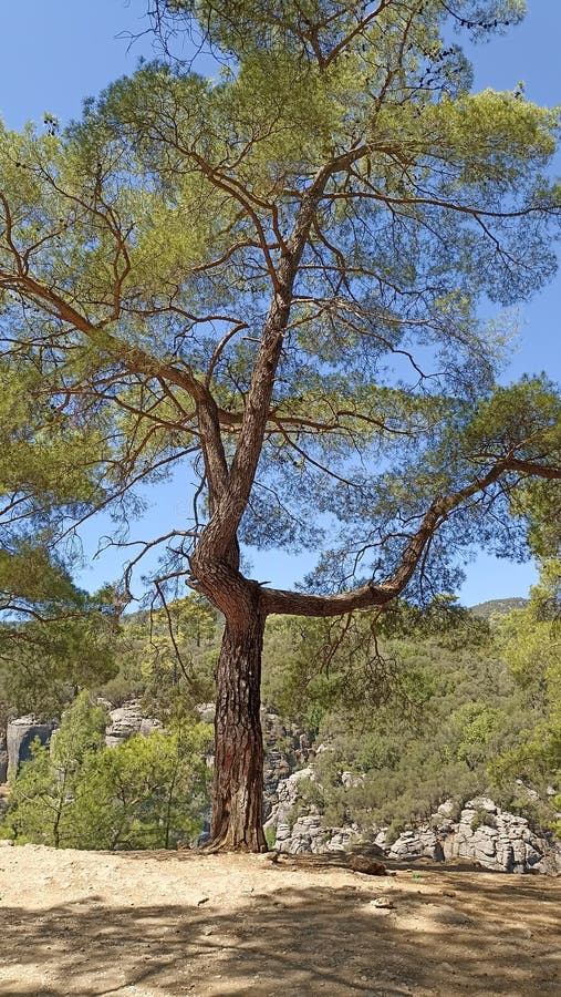 Great tree outside Turkey stock image. Image of great - 265137229