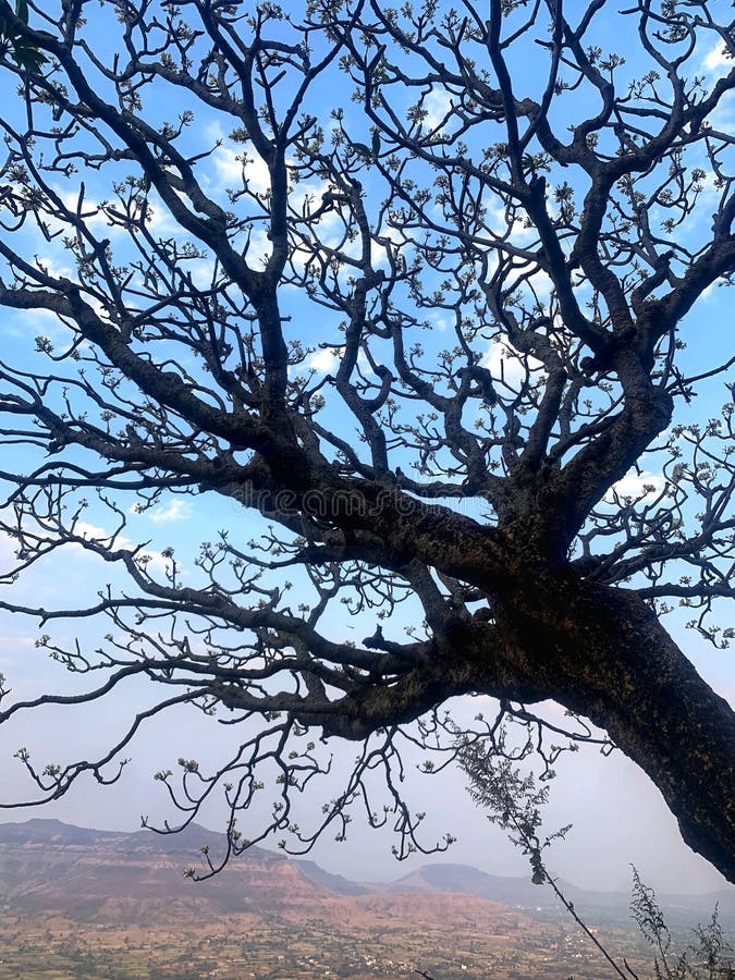 339 Chafa Flowers Stock Photos - Free & Royalty-Free Stock Photos from ...