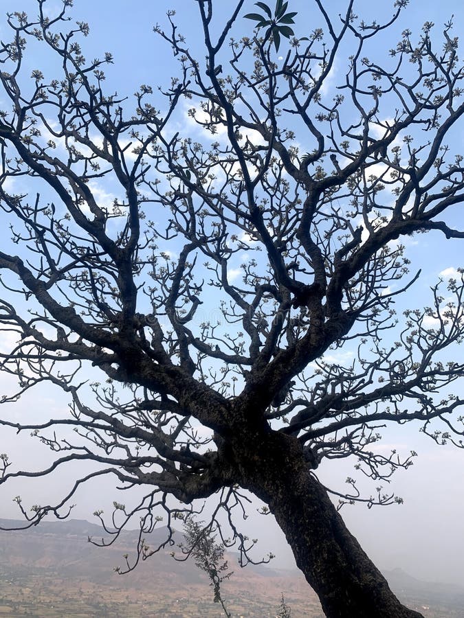 339 Chafa Flowers Stock Photos - Free & Royalty-Free Stock Photos from ...