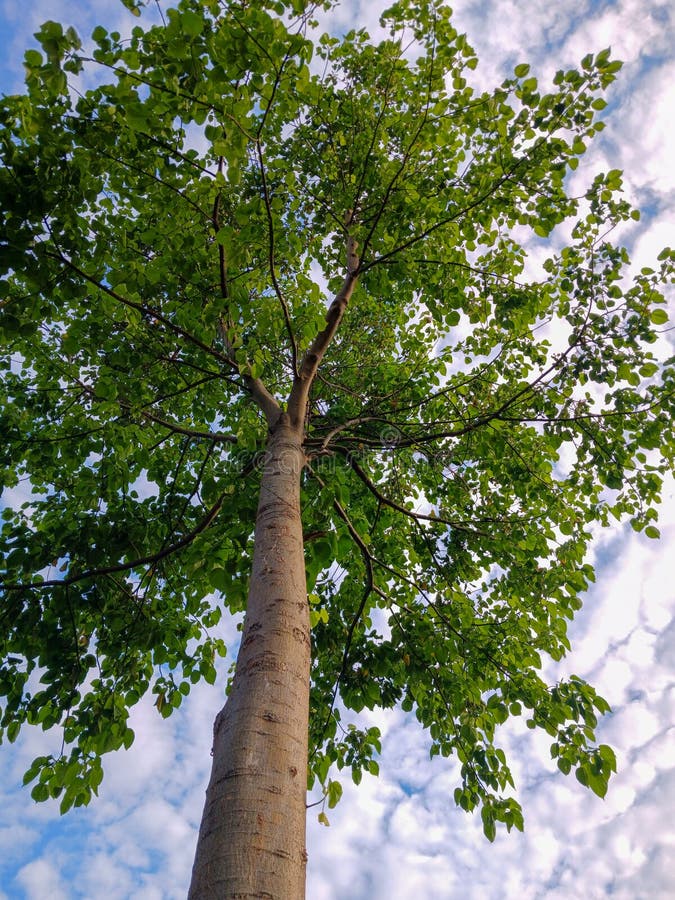 The great tree of splendor stock image. Image of towering - 342015127
