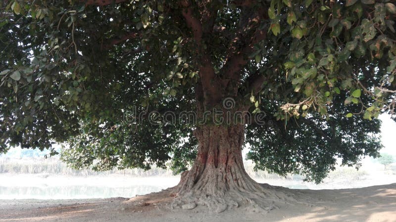 Great tree stock photo. Image of great, shadows, deep - 69384840