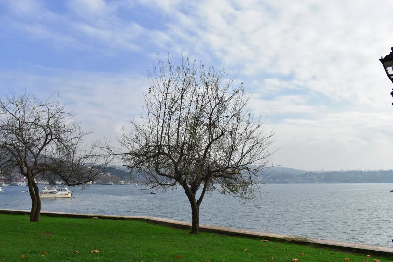 Great Tree Views and Two Views of the Bosphorus, Istanbul. Stock Image ...