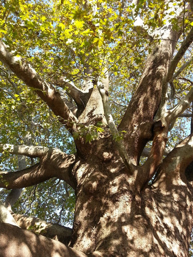 Great tree stock photo. Image of leaf, nature, branch - 46496902