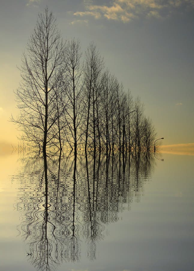 Forest light stock photo. Image of tree, tranquility, leaves - 276882