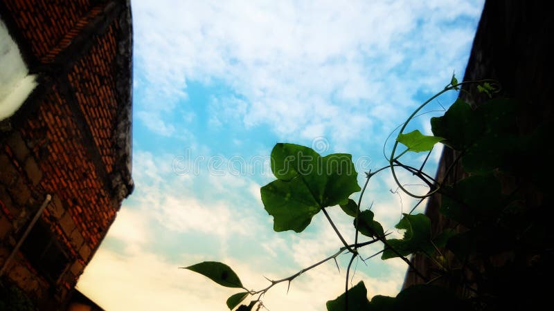 View from the Backyard Patio Stock Photo - Image of private, elegant ...