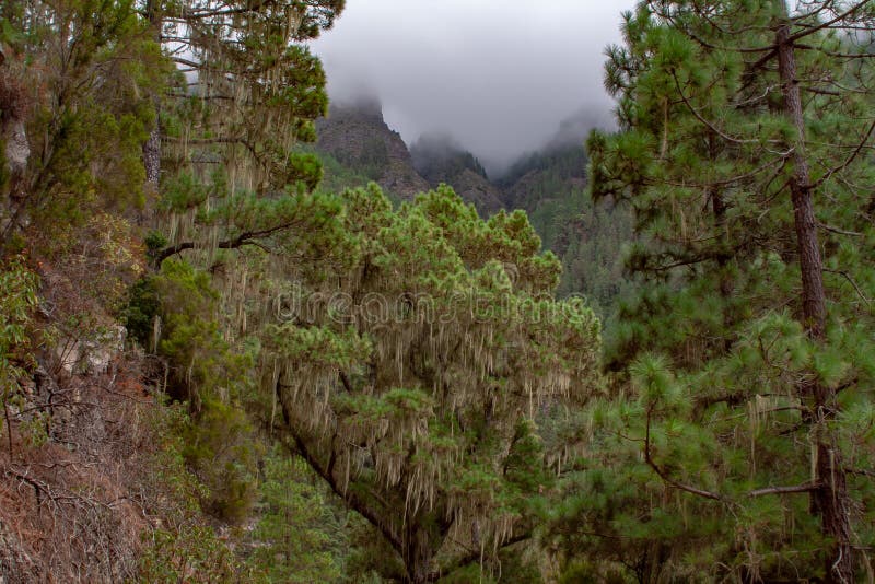 Great View Over a Forest on Rock Formations Stock Image - Image of ...
