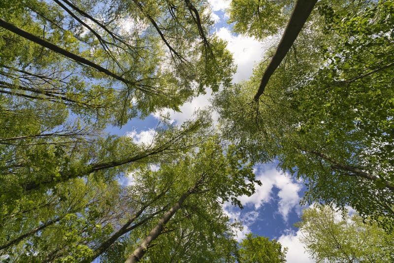 A Great View Up into the Trees Direction Sky Stock Image - Image of ...