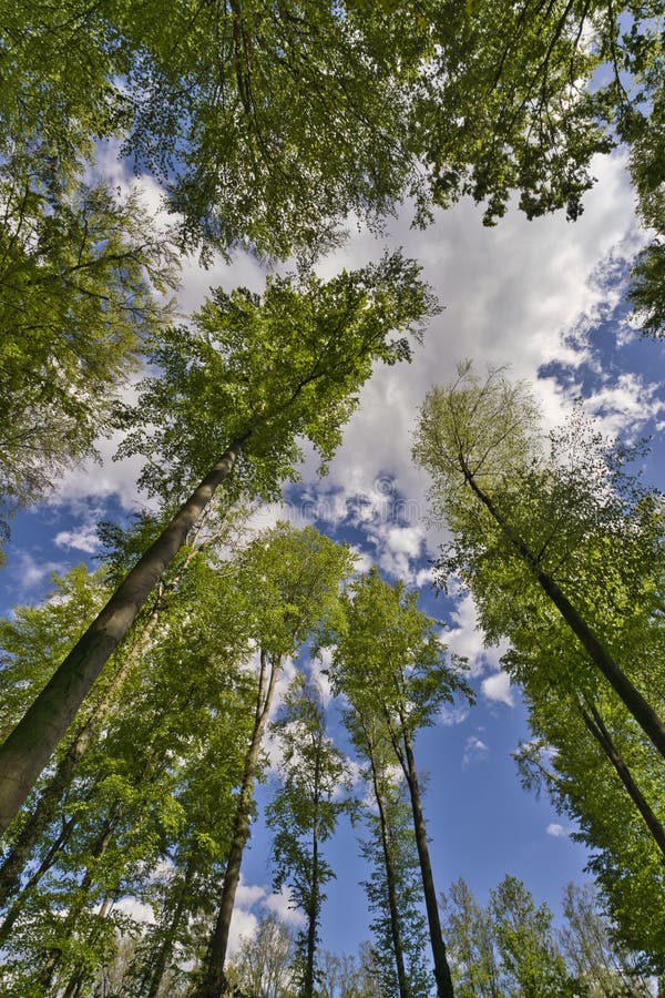 A Great View Up into the Trees Direction Sky Stock Photo - Image of ...