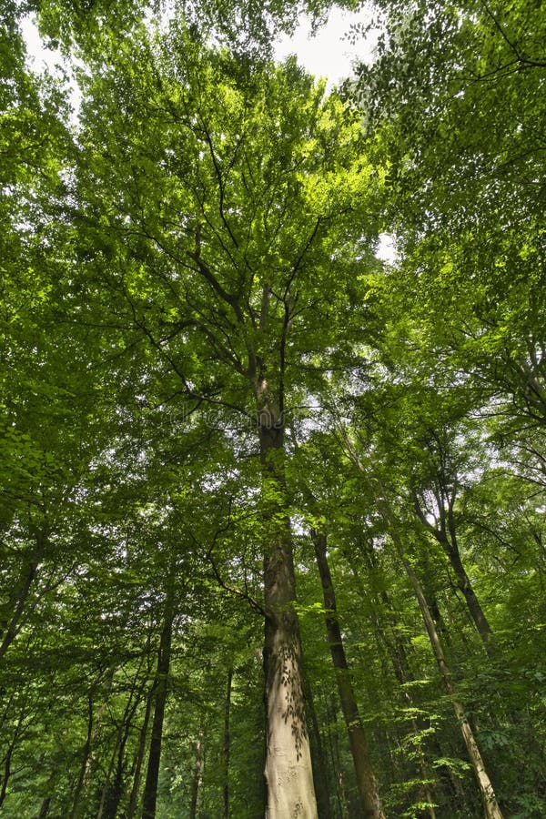 A Great View Up into the Trees Direction Sky Stock Image - Image of ...