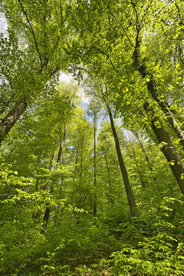 A Great View Up into the Trees Direction Sky Stock Photo - Image of ...