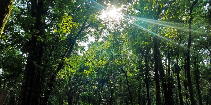 Great Views from Forest Jungle Stock Photo - Image of plant, vegetation ...