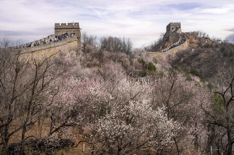 Great Wall of China in Spring Season with Cherry Blossoms Stock Image ...