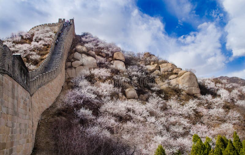 The Great Wall in spring stock photo. Image of flower - 107111760
