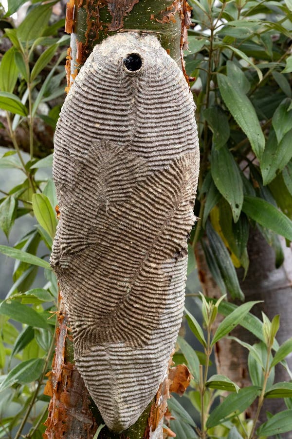 Great Wasp`s Nest is an Architectural Work, Costa Rica Stock Photo ...