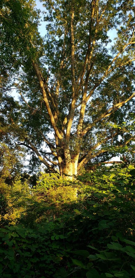 Great Water Oak Tree stock photo. Image of great, tree - 326055158