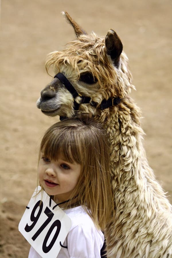 Great Western Alpaca Show editorial stock image. Image of hooved - 15099724