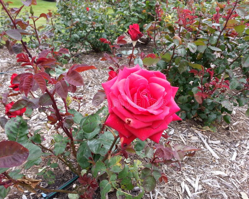 The Western Rose Window of the Cathedral Notre-Dame De Paris. Stock ...