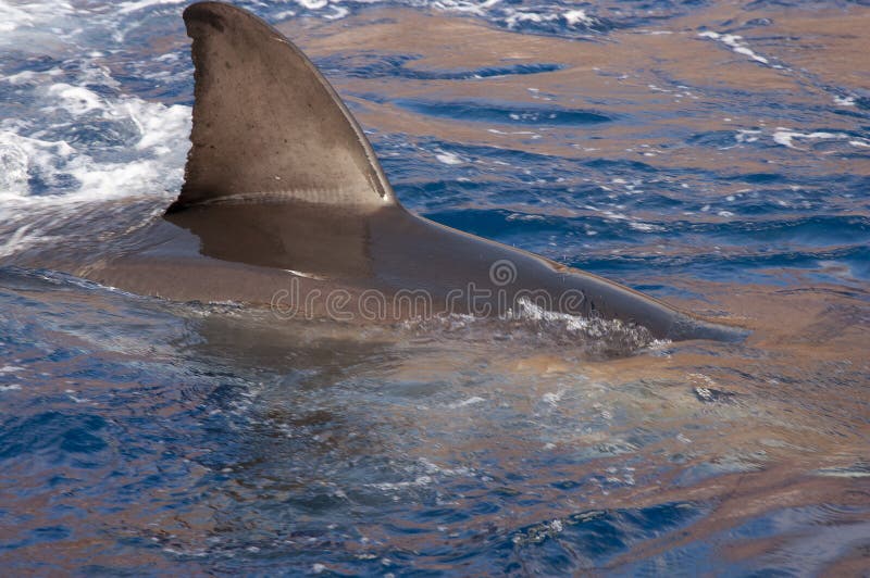 Shark`s Dorsal Fin Above The Surface Of The Water On The Blood-red ...