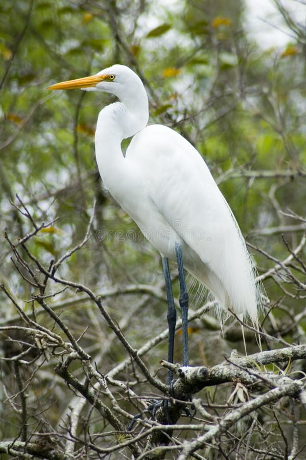 Great White Egret bird stock image. Image of looks, background - 23677013