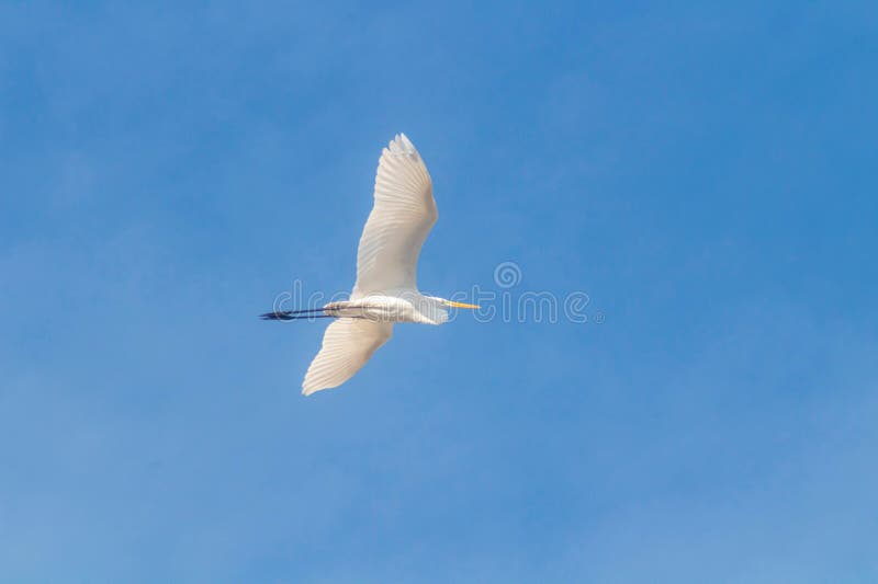 Great White Egret (Ardea Alba) in Flight,white Heron Stock Photo ...