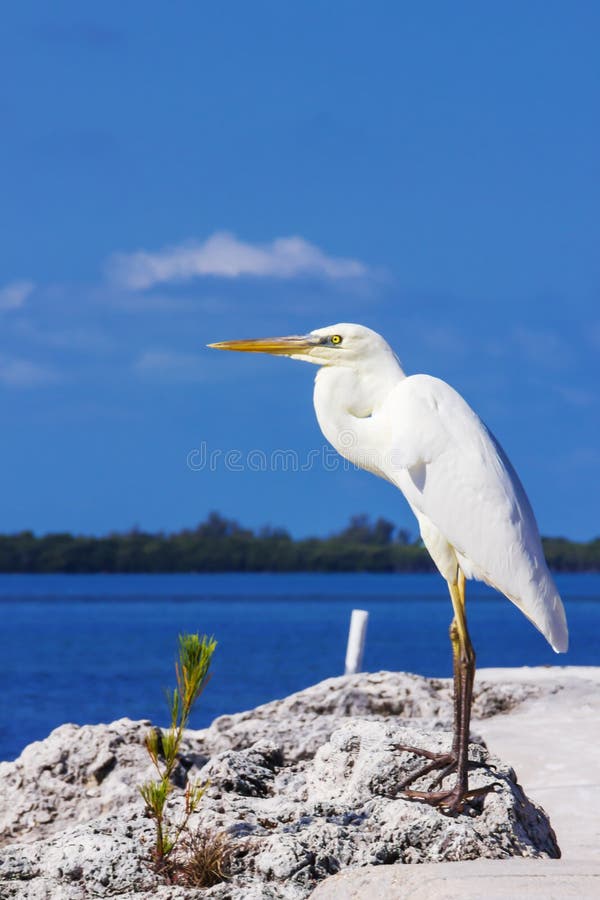 Great White Egret Bird stock image. Image of boating - 92038251