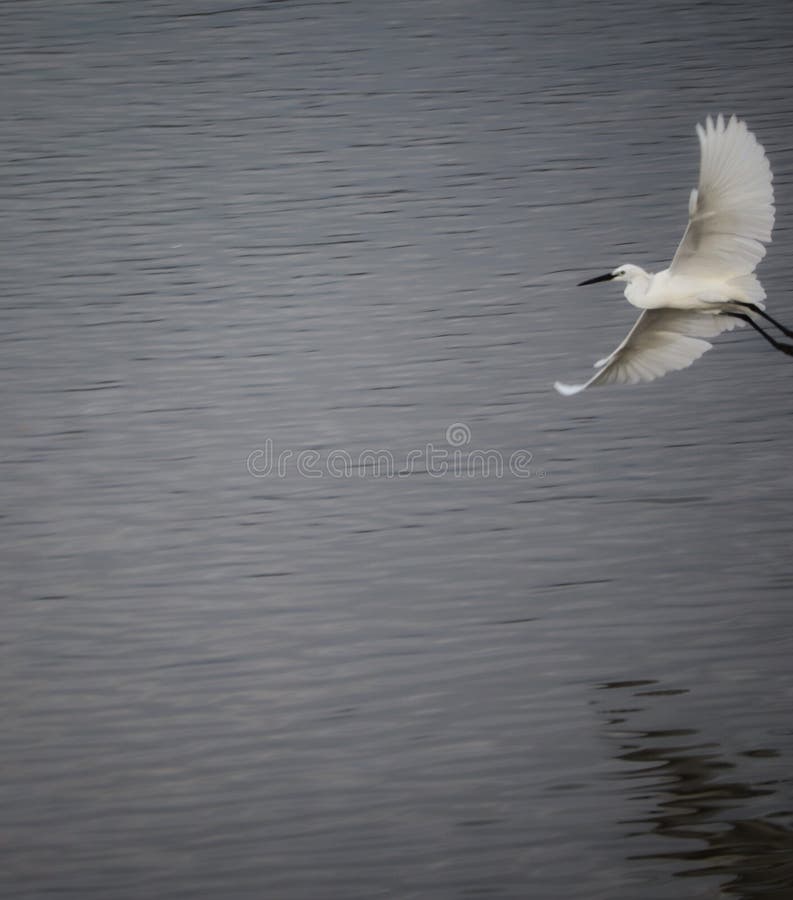 Great White Egret Bird Flying Over the River Stock Image - Image of ...