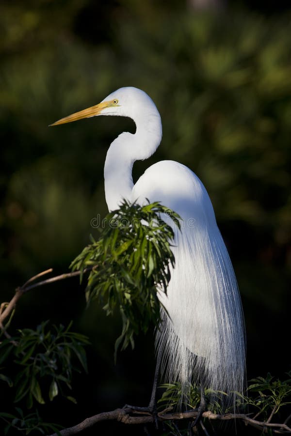 Great White Egret with Breeding Feathers Stock Image - Image of beak ...
