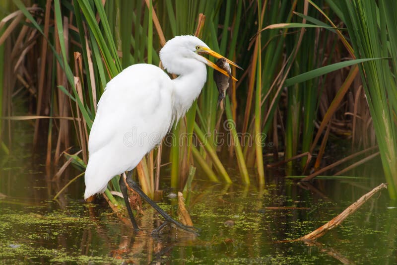 Great White Egret Catching Fish Stock Image - Image of swamp, egret ...