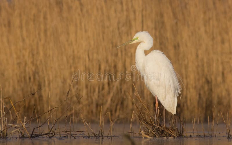 Great White Egret - Egretta Alba / Ardea Alba Stock Photo - Image of ...