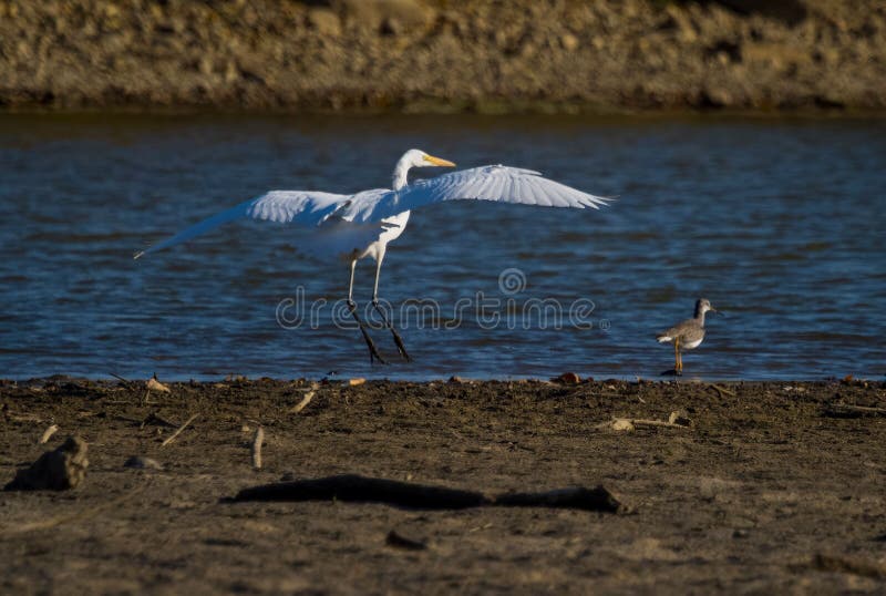 Great White Egret Exhibiting Territorial Behavior Toward Other Birds on ...