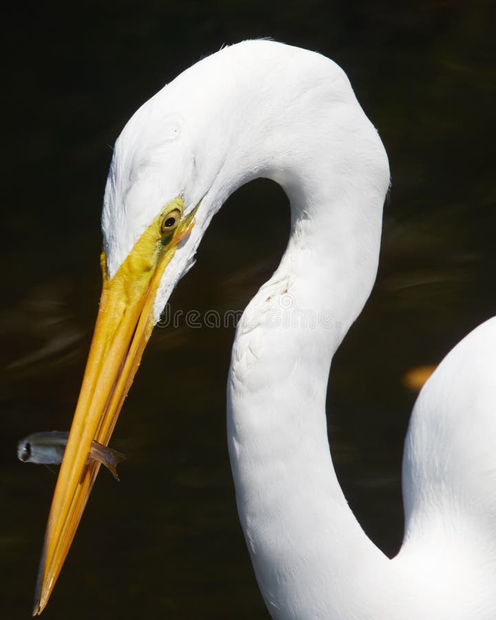 Great White Egret with Fish in Bill Stock Photo - Image of bill, island ...