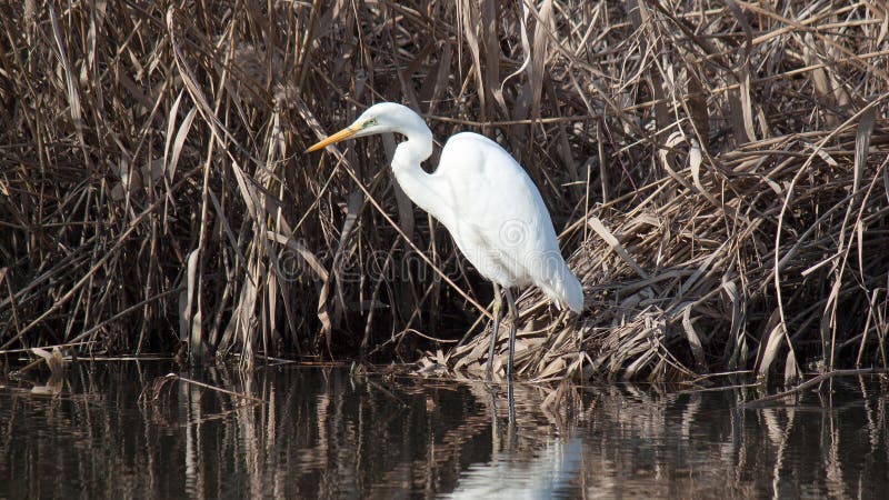 Great White Egret Fishing in the Lake Stock Photo - Image of pond ...