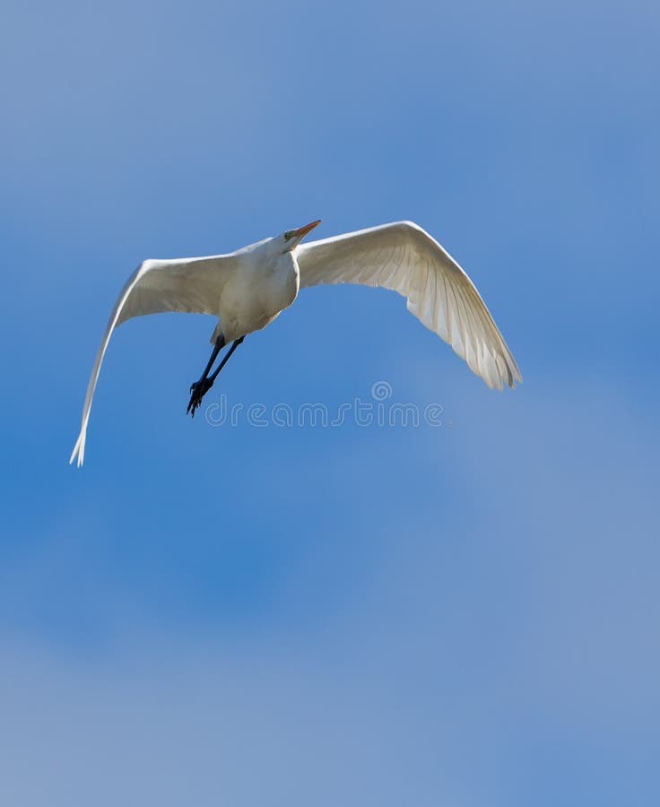 Great White Egret in Flight Stock Photo - Image of france, animal: 28208446
