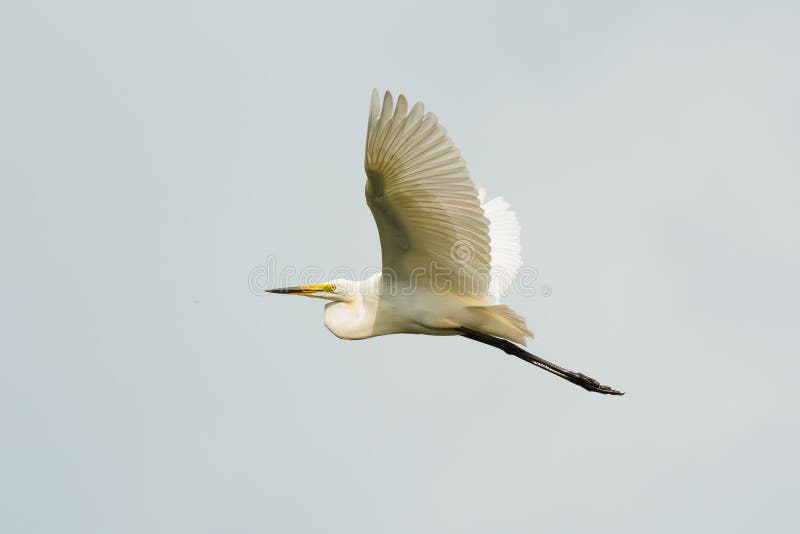 Great White Egret in Flight Stock Image - Image of flight, west: 33292199