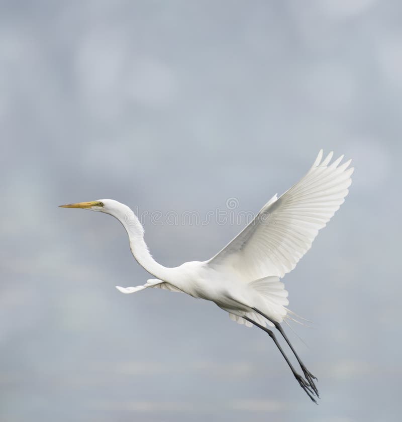 Great White Egret stock photo. Image of egret, fauna - 52814092
