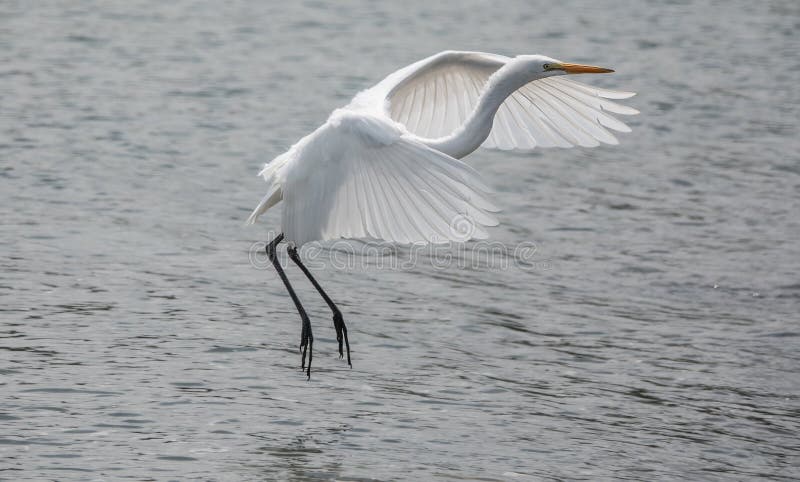 Great White Egret in Flight Stock Photo - Image of wildlife, seabird ...