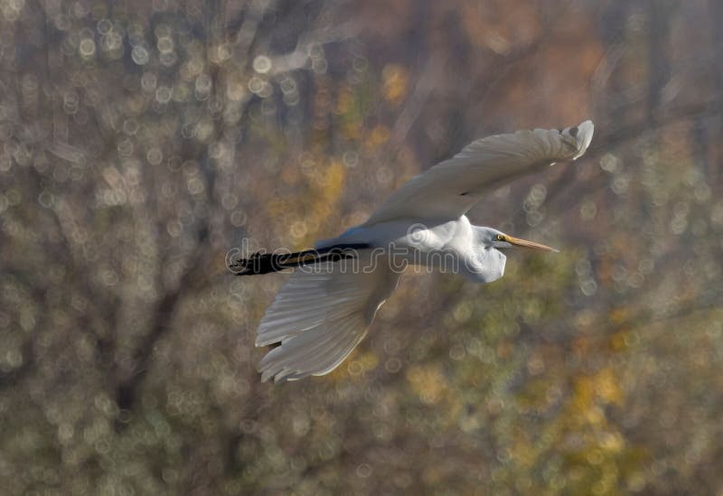 Great White Egret in Flight during Daytime Stock Image - Image of great ...