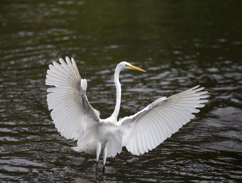Water Bird Flying Stock Photos - Download 64,364 Royalty Free Photos