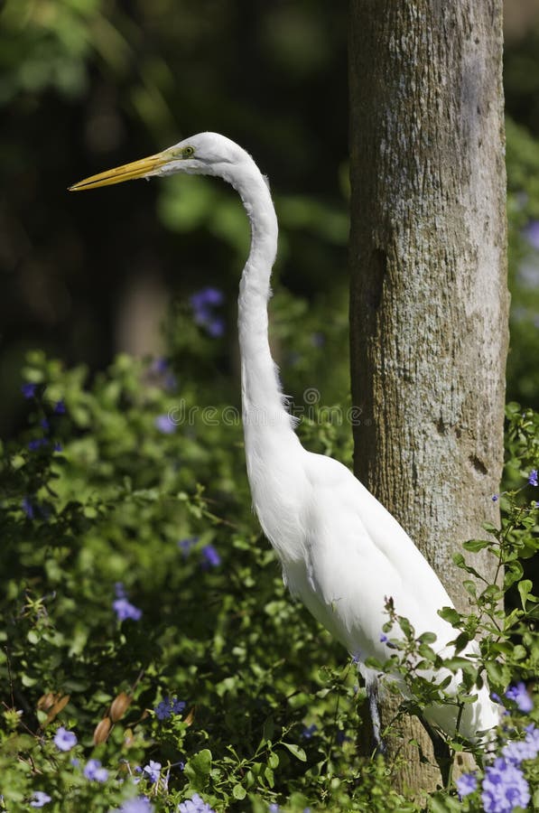 Great White Egret stock image. Image of fllowers, lants - 45434339