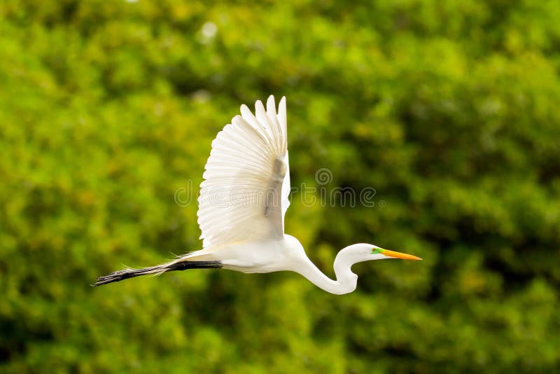 Great White Egret Flying stock image. Image of graceful - 61379477
