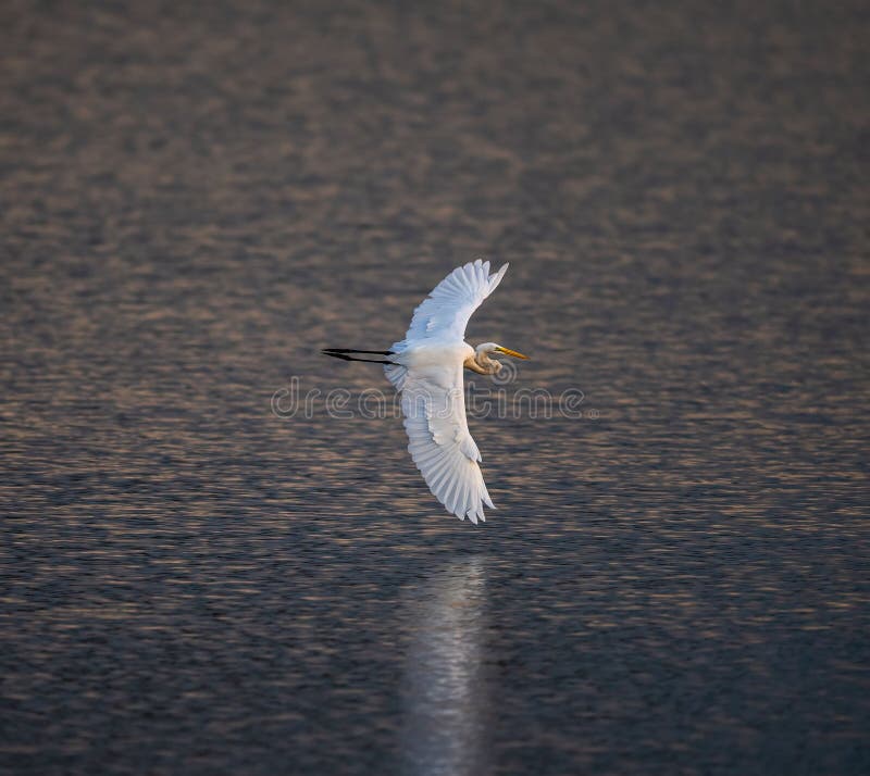 Great White Egret Flying Over the River Water Stock Image - Image of ...