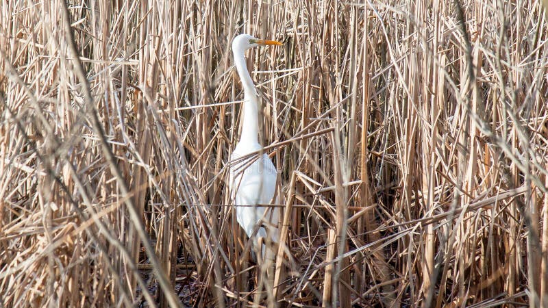 Great White Egret Hiding in Reed Thickets Stock Image - Image of ...