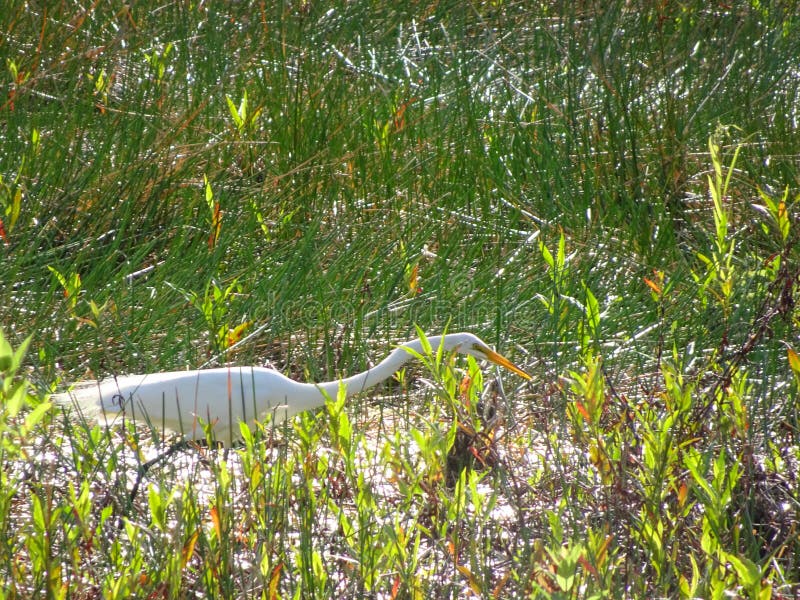 Great white egret in swamp stock image. Image of bird - 165345075