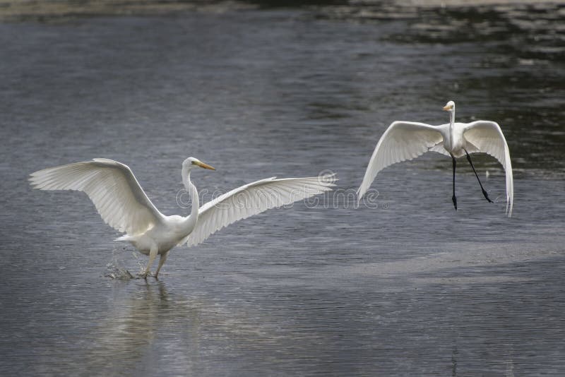 Great White Egrets Playing Around before Mating Stock Image - Image of ...