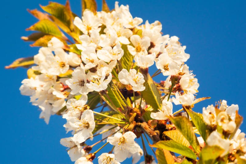 Great White Flowering Cherry Tree Stock Image - Image of ireland ...
